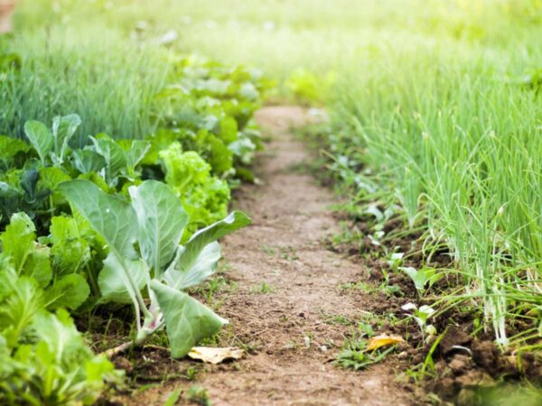 What Animals are Best for Keeping Acreage Tidy? | Global Rotomoulding