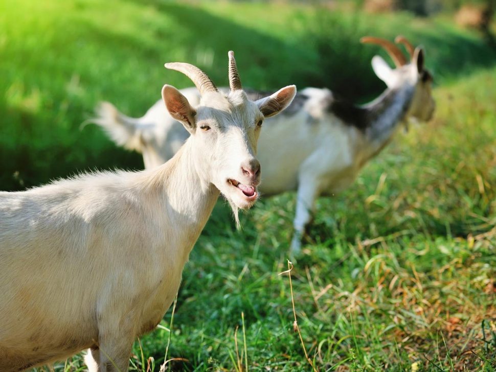 Keep Acreage Tidy with the Animals that are Best for It