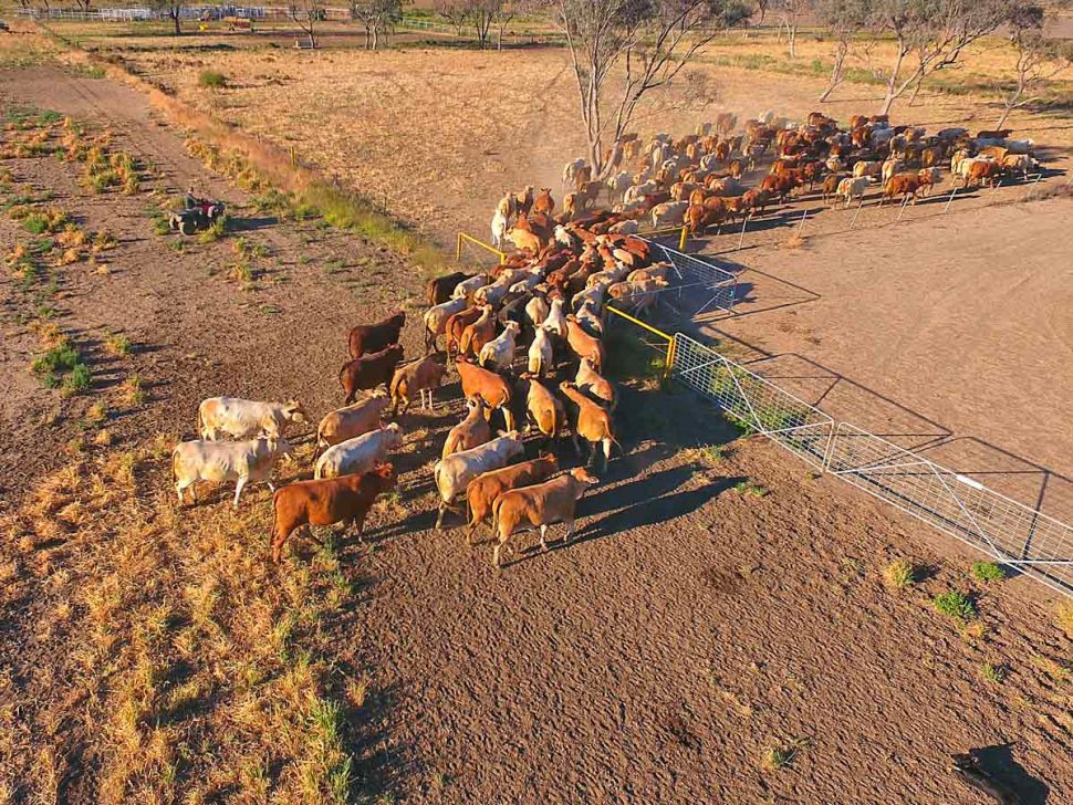 Animal Management: Choosing the right trough | Global Rotomoulding