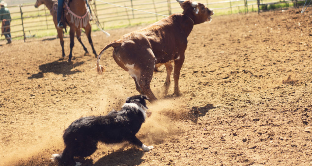 The Important Role of Dogs on Australian Farms | Global Tanks