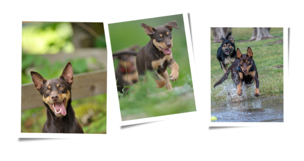 The Important Role of Dogs on Australian Farms | Global Tanks
