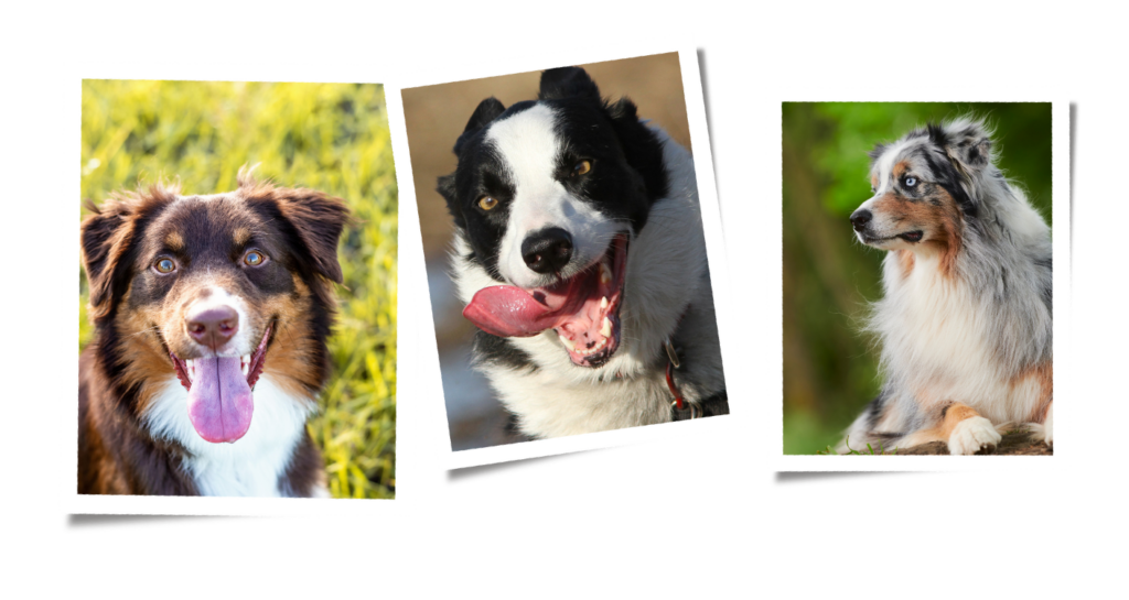 The Important Role of Dogs on Australian Farms | Global Tanks